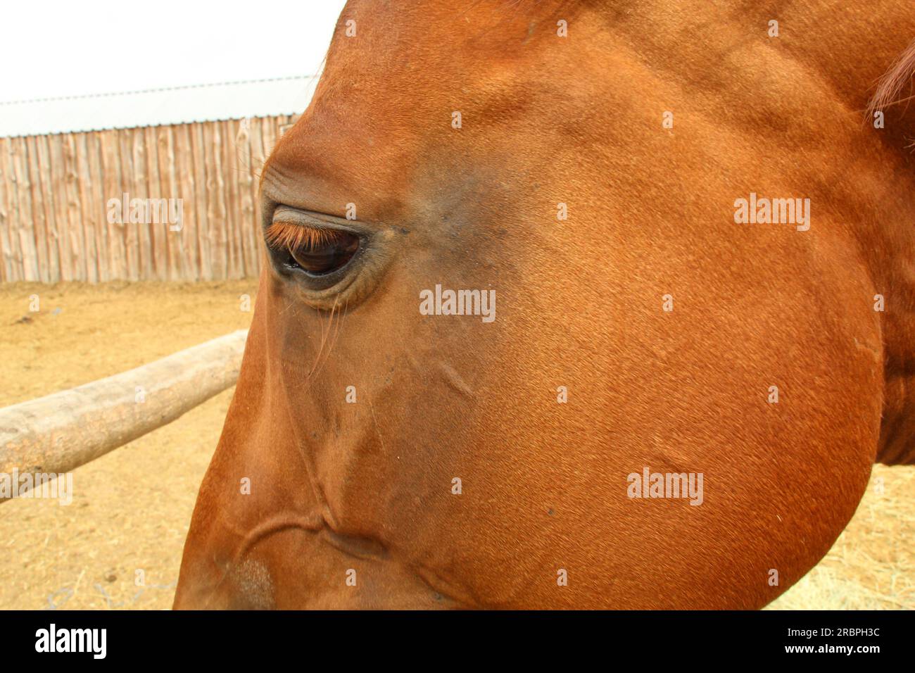 Grazing teeth hi-res stock photography and images - Alamy