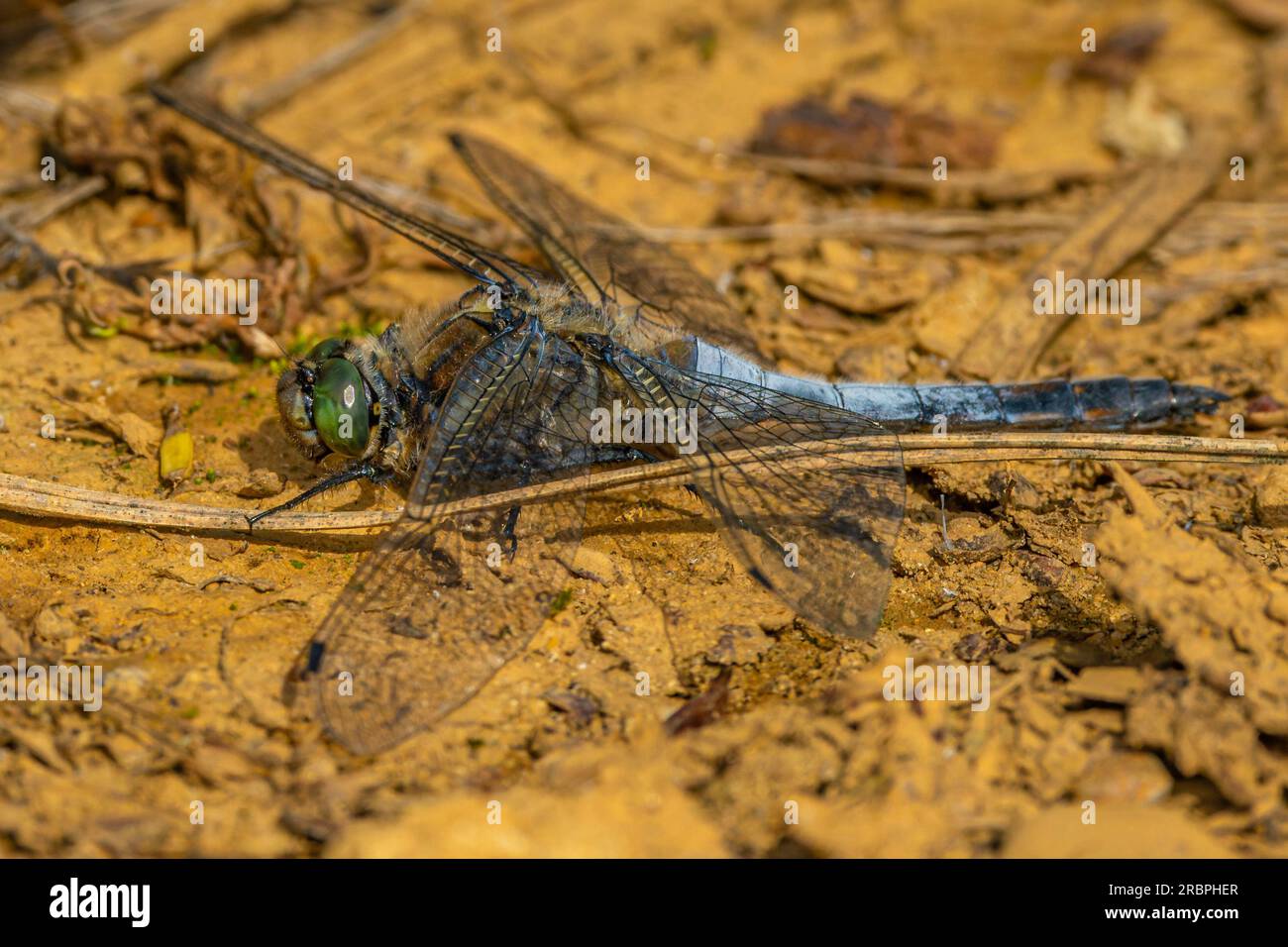 Black tail skimmer dragonfly resting on the ground near the lake at ...