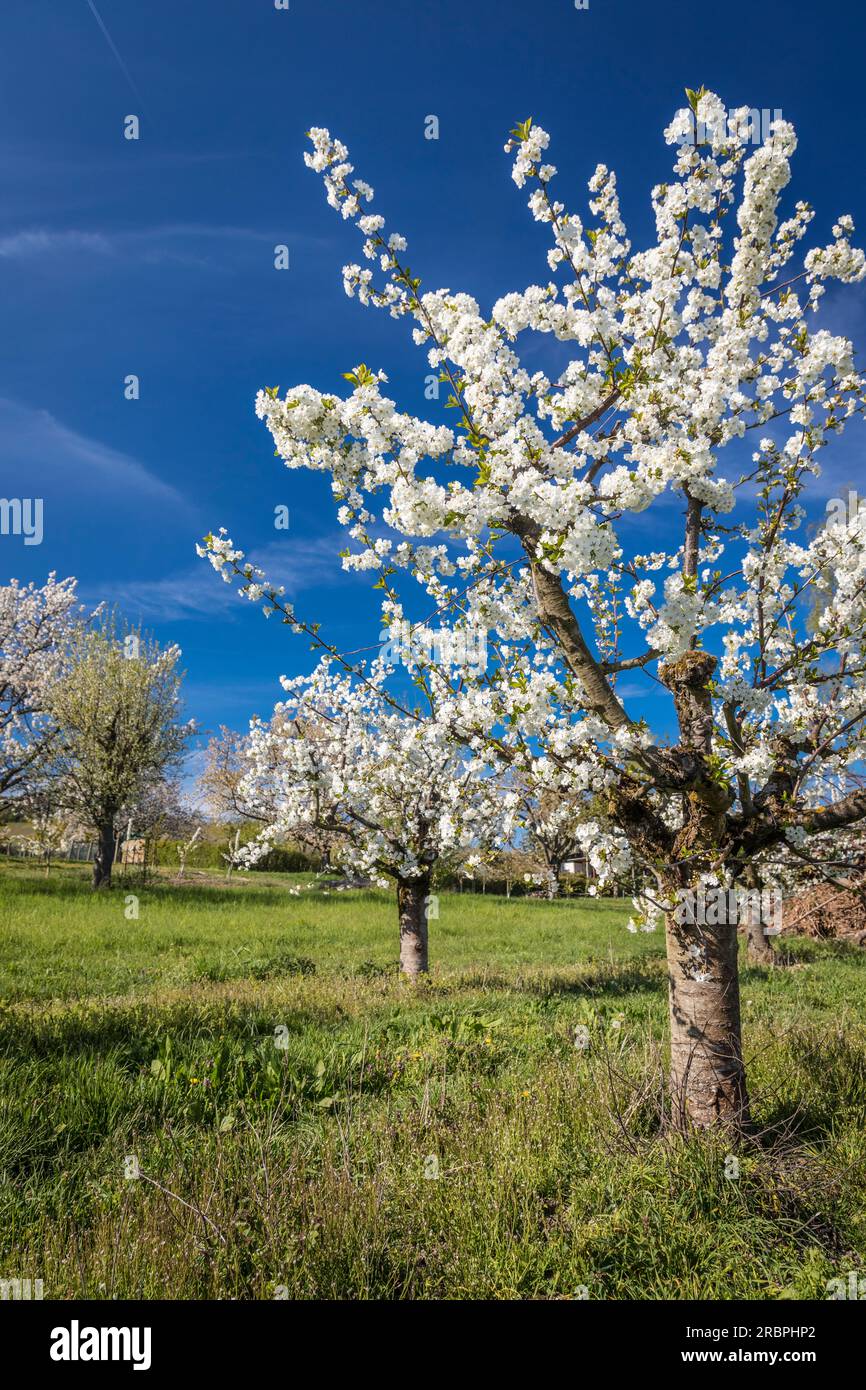 Frauenstein hi-res stock photography and images - Alamy