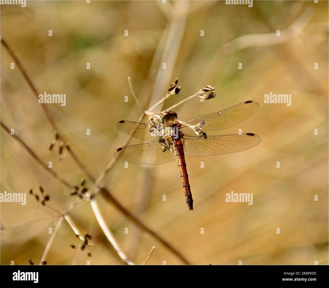 Tails plants hi-res stock photography and images - Alamy