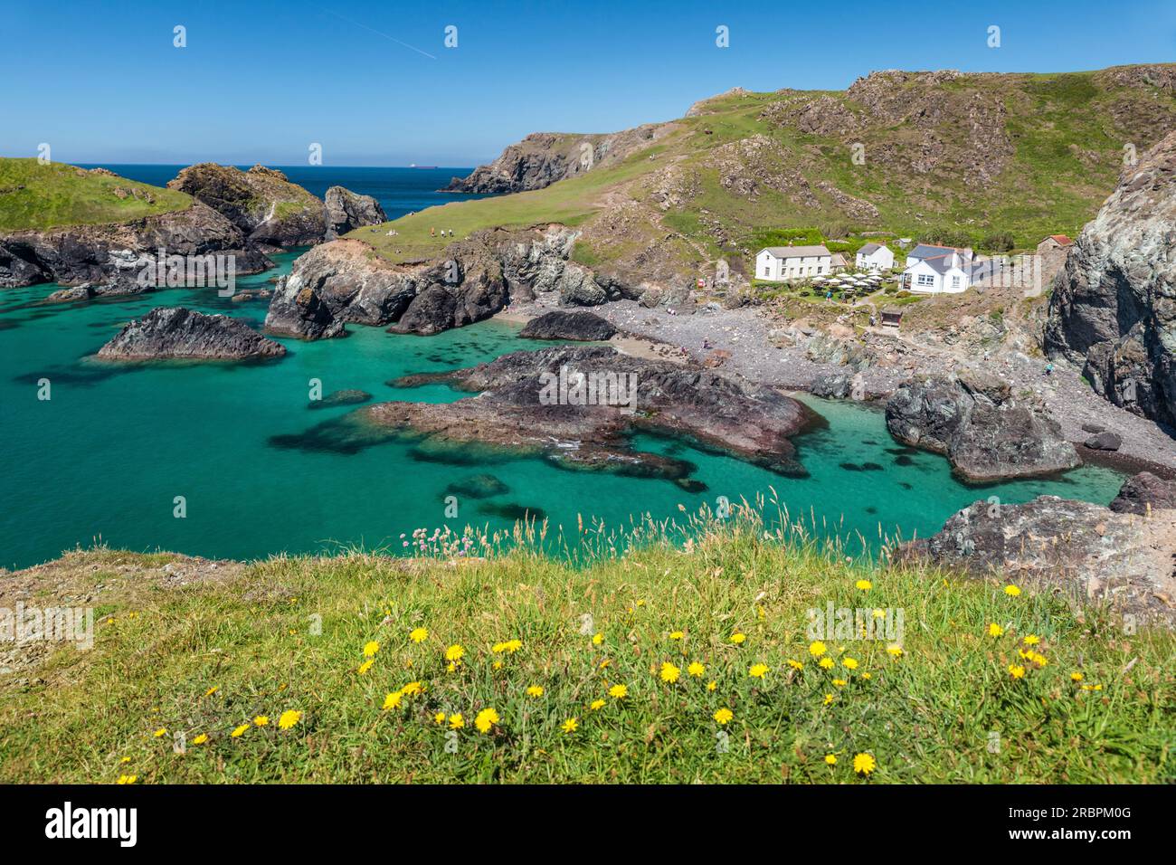 Kynance cove flowers hi-res stock photography and images - Alamy