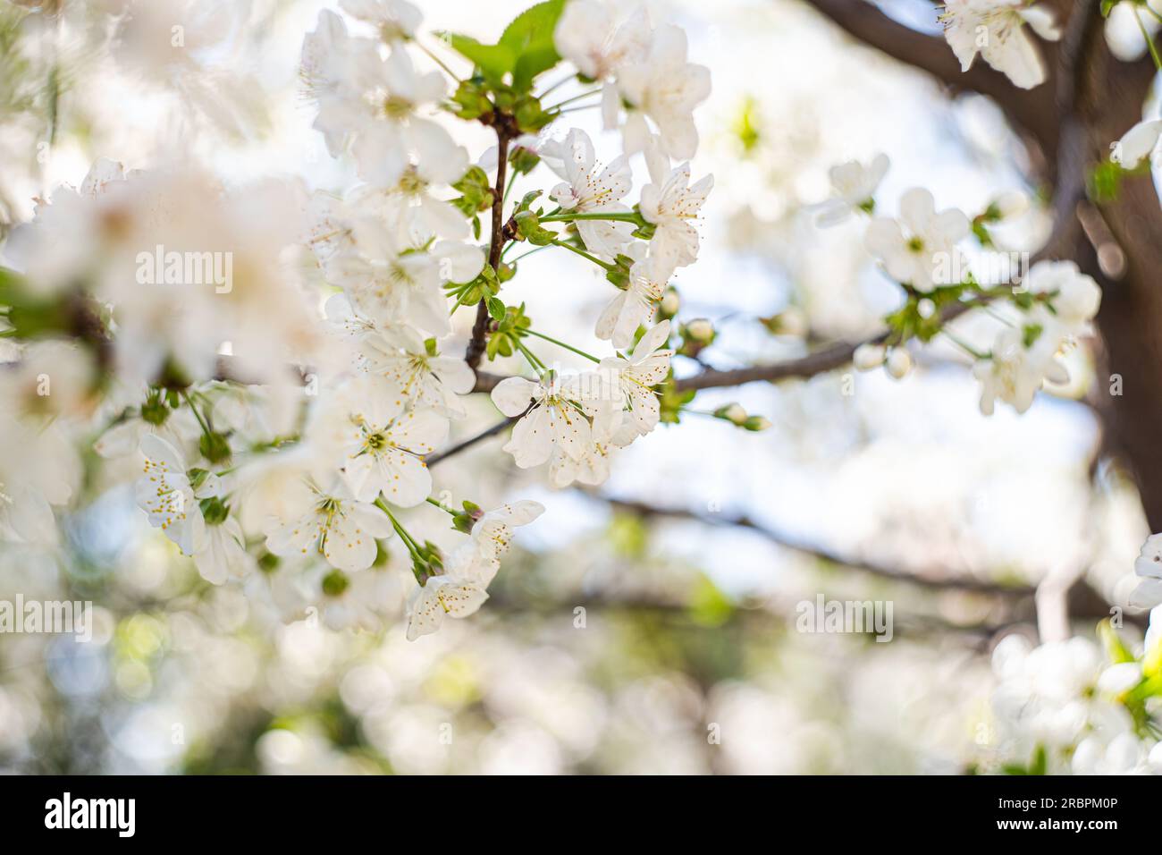 Blooming branches fruit cherry tree hi-res stock photography and images ...