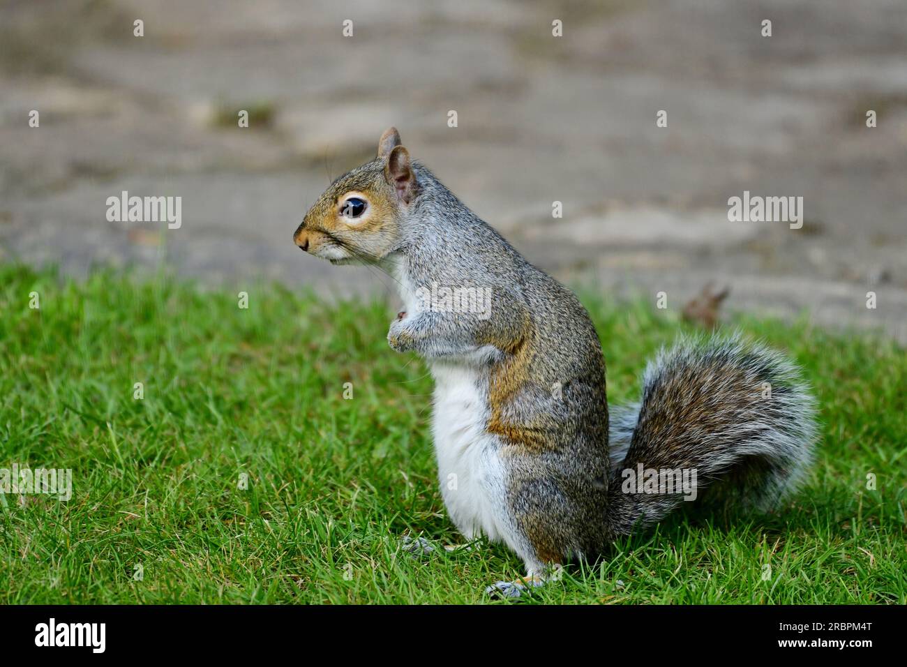 Large grey squirrel hi-res stock photography and images - Alamy