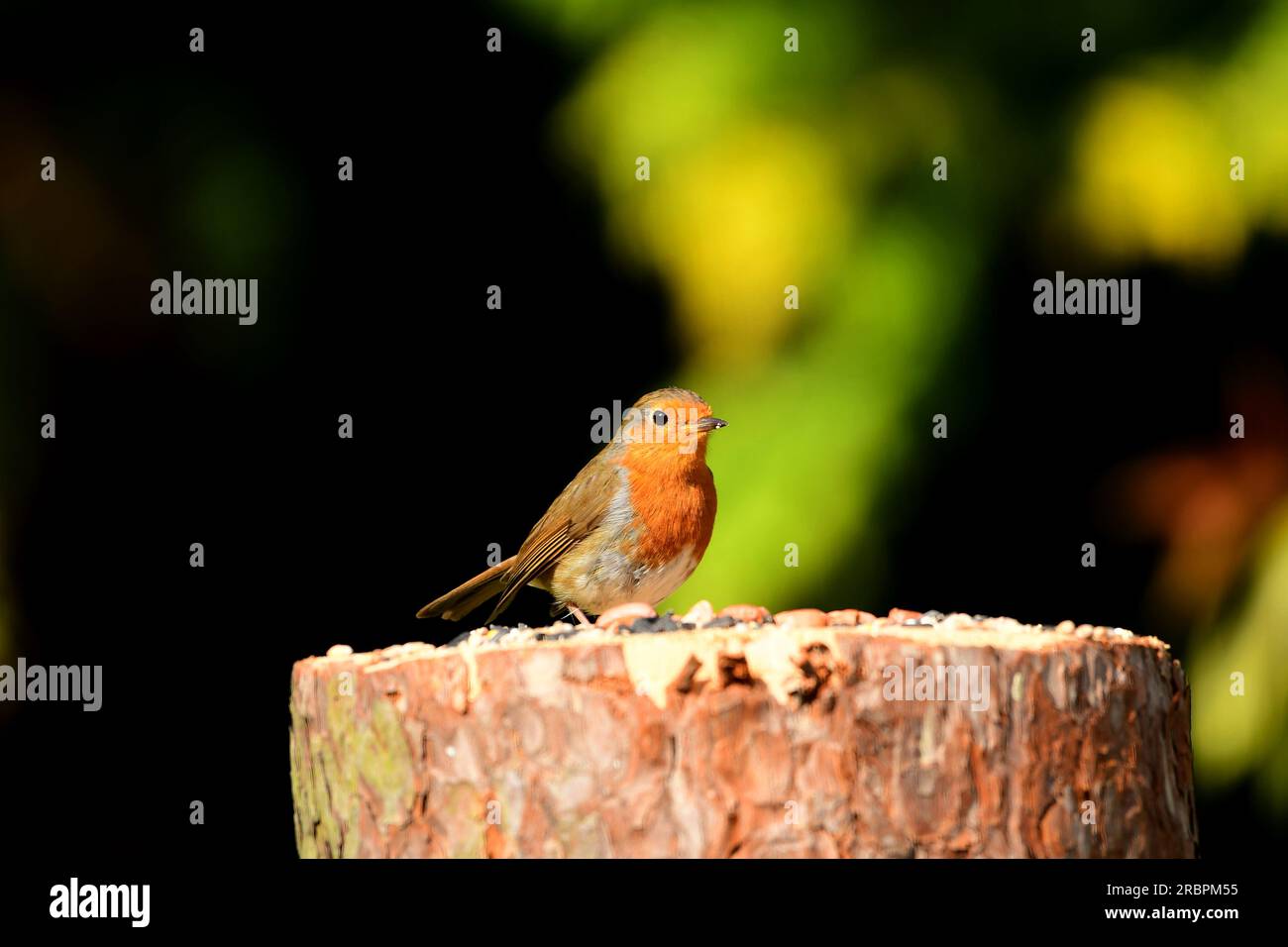Robin flock hi-res stock photography and images - Alamy