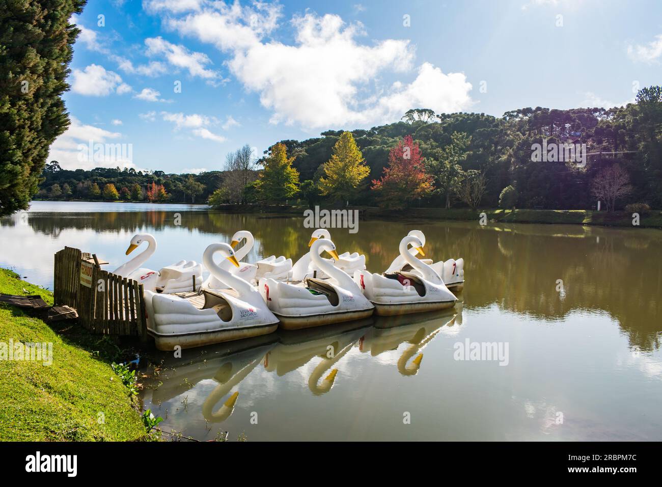 Swan pedal boats at Sao Bernardo Lake - popular tourist destination in ...