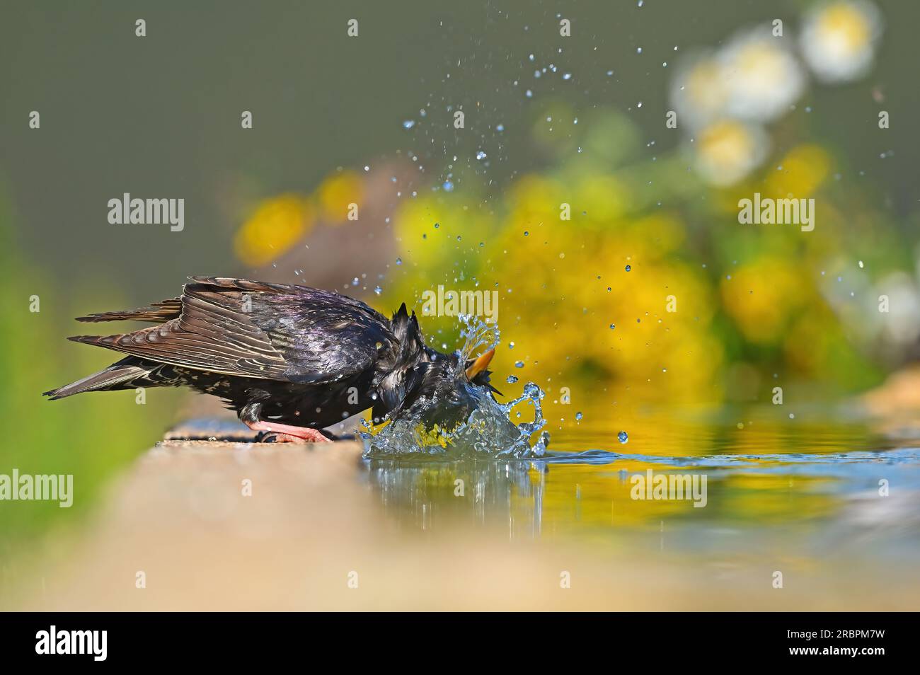 Common Starling bathing in water Stock Photo - Alamy