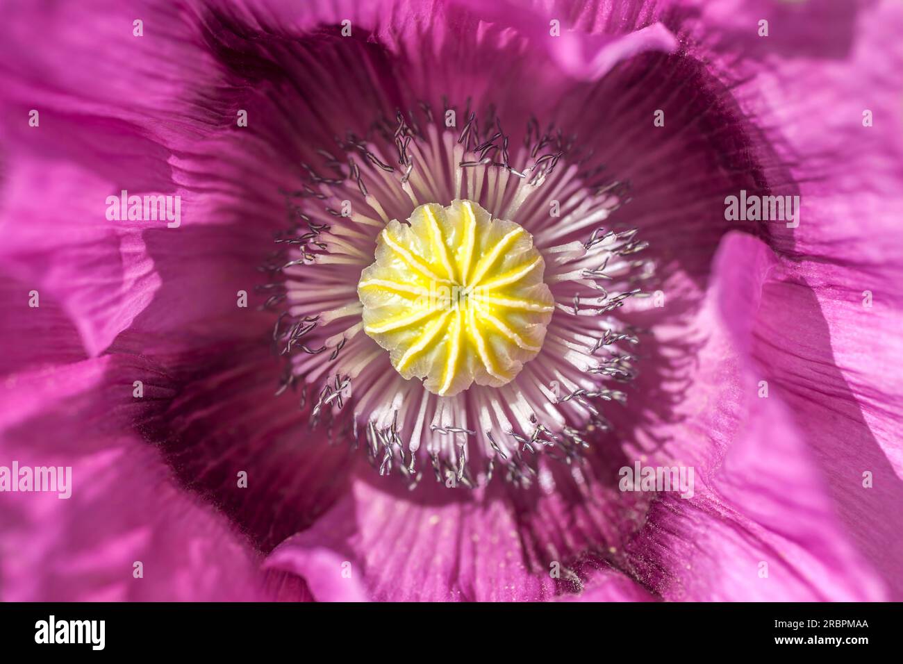 Garden Poppy, Trerice House at Newquay, Cornwall, England Stock Photo ...