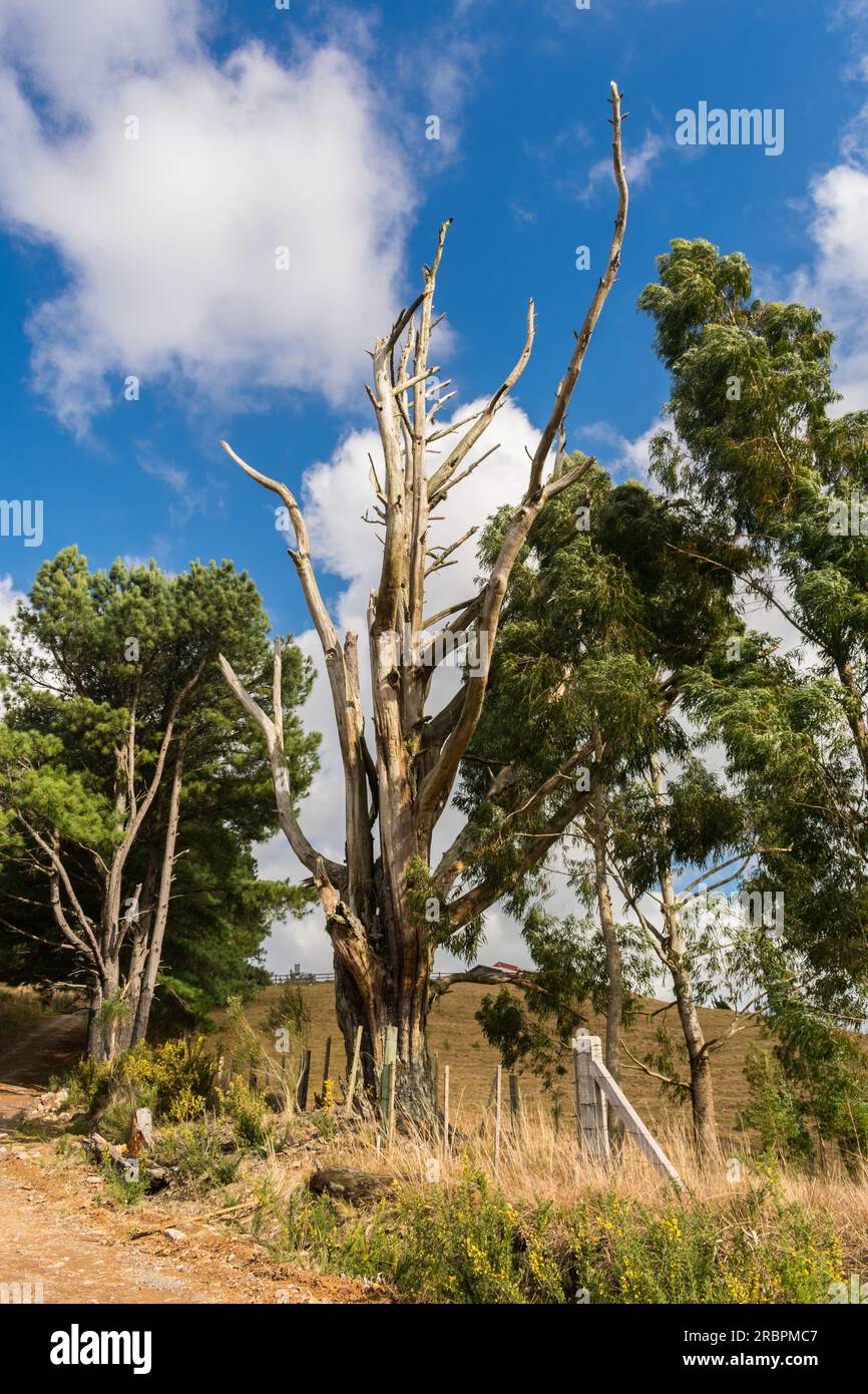 Old dead pine tree in the countryside of Sao Francisco de Paula, South ...