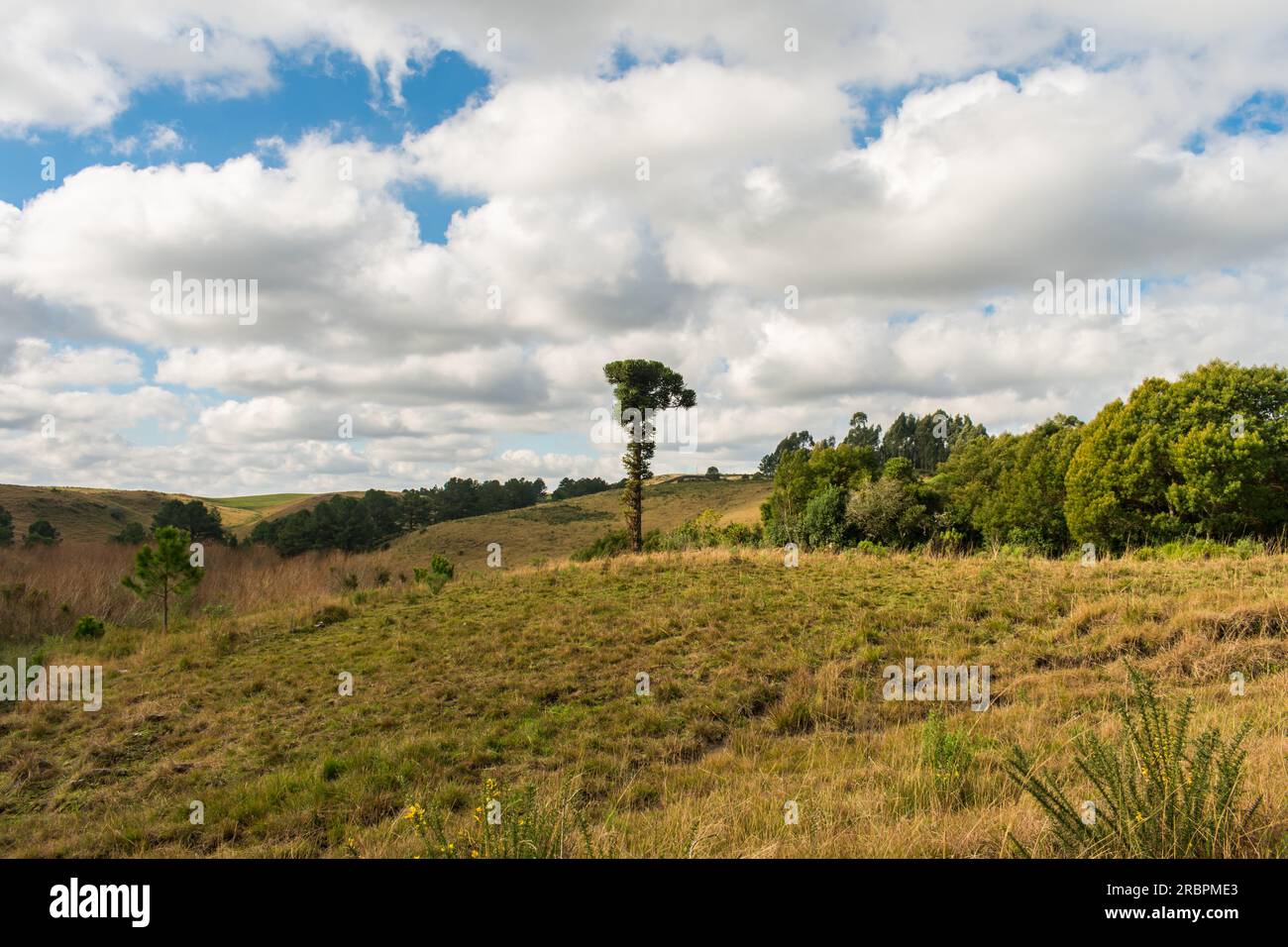 Fields, meadows and an Araucaria Angustifolia tree - typical ...