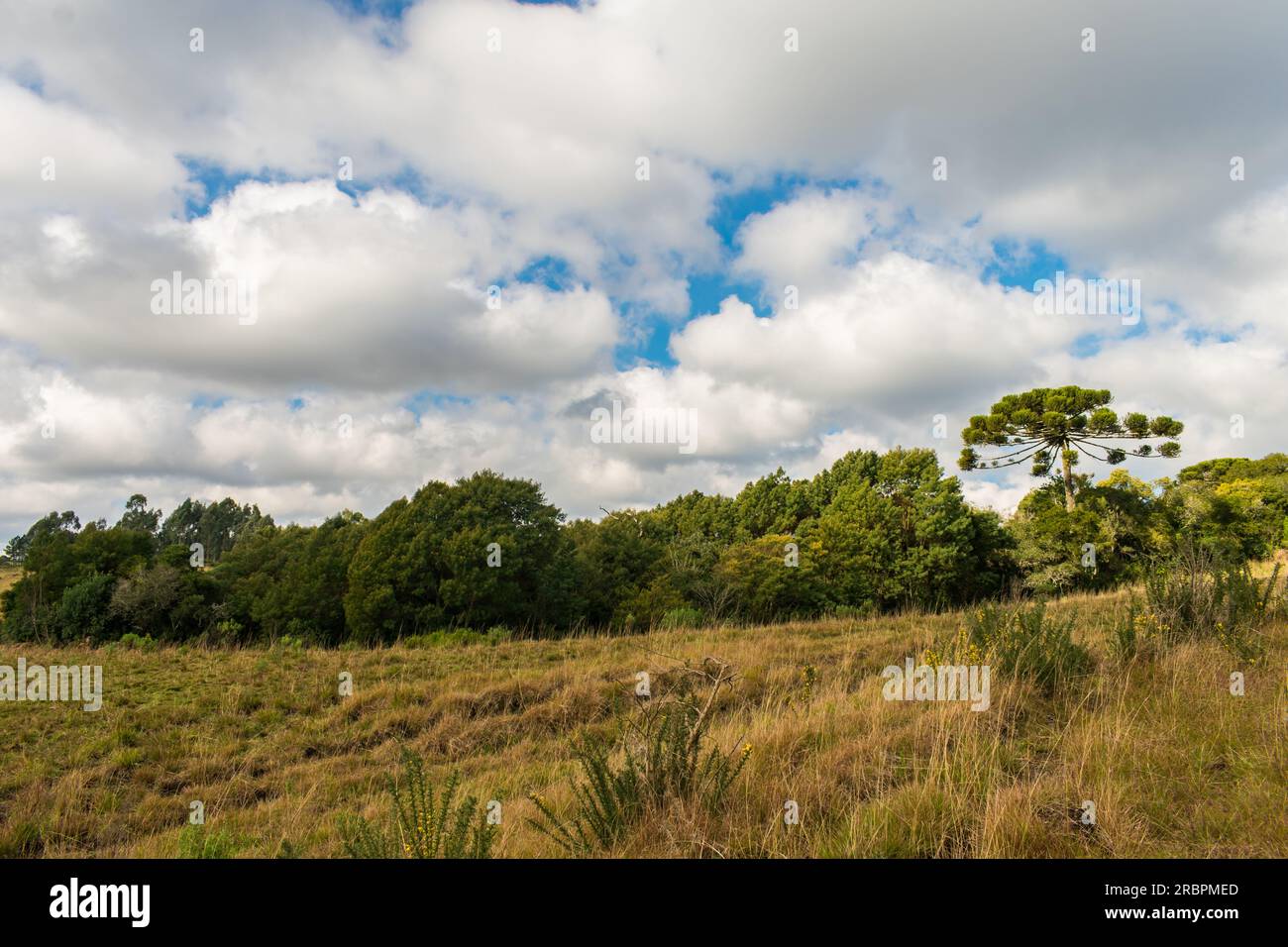 Fields, meadows and an Araucaria Angustifolia tree - typical ...