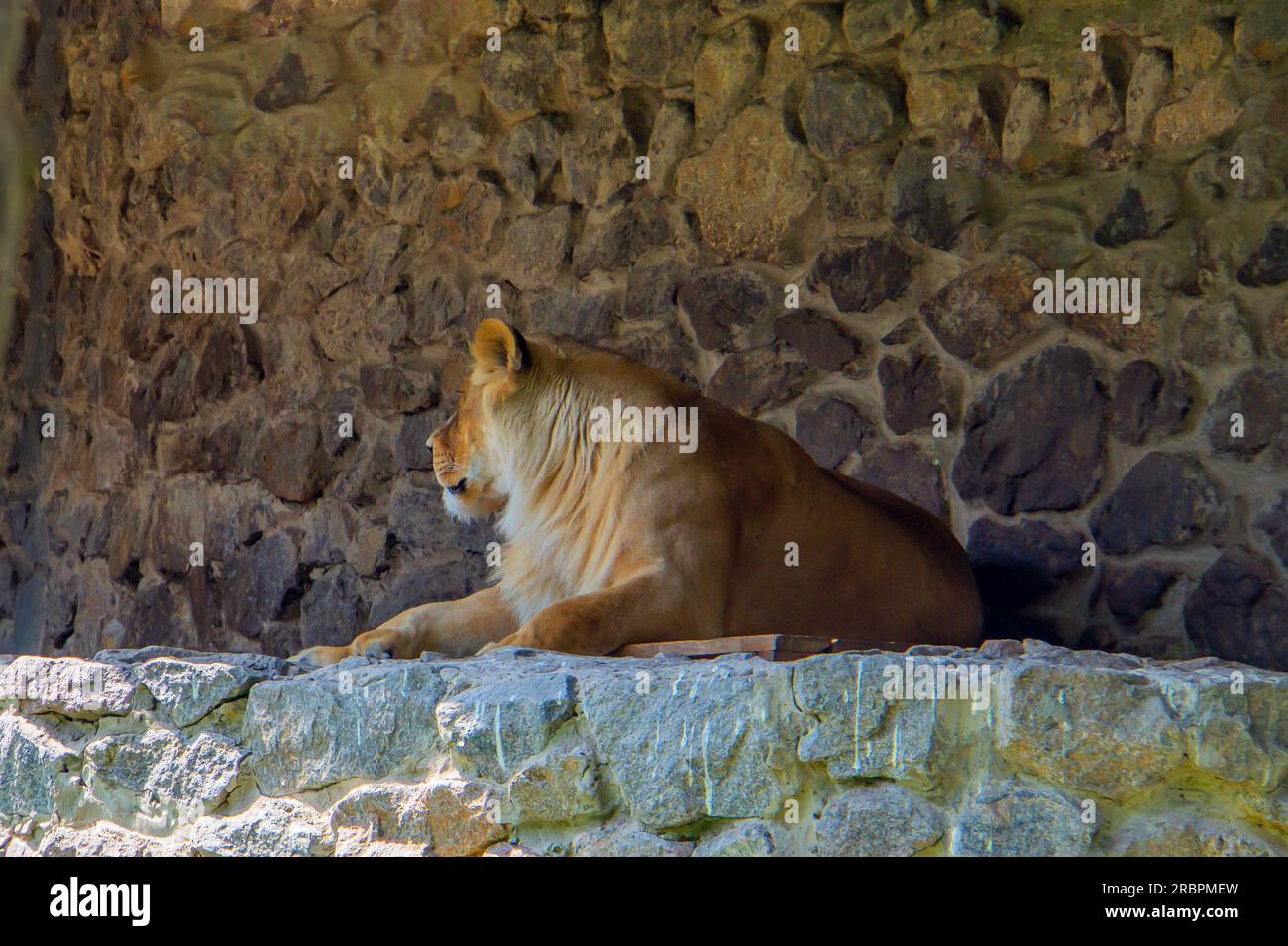 Laying lioness profile. Big cat. Wildlife safari. The lioness in the ...