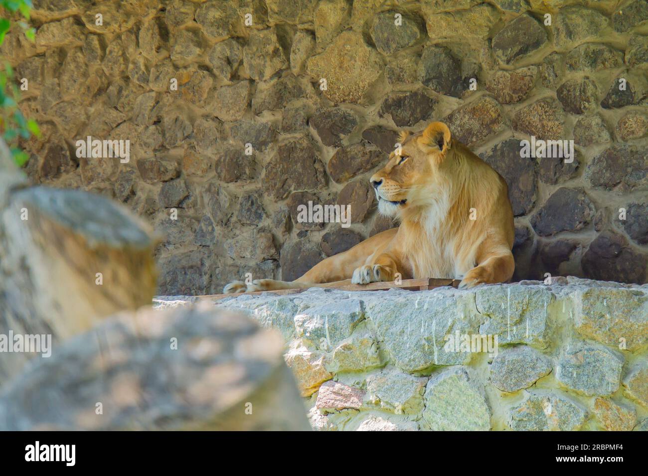 Laying lioness profile. Big cat. Wildlife safari. The lioness in the ...
