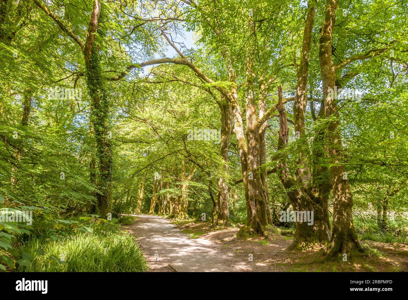Forest path on the Fowey River St Neots, Bodmin Moor, Cornwall, England ...