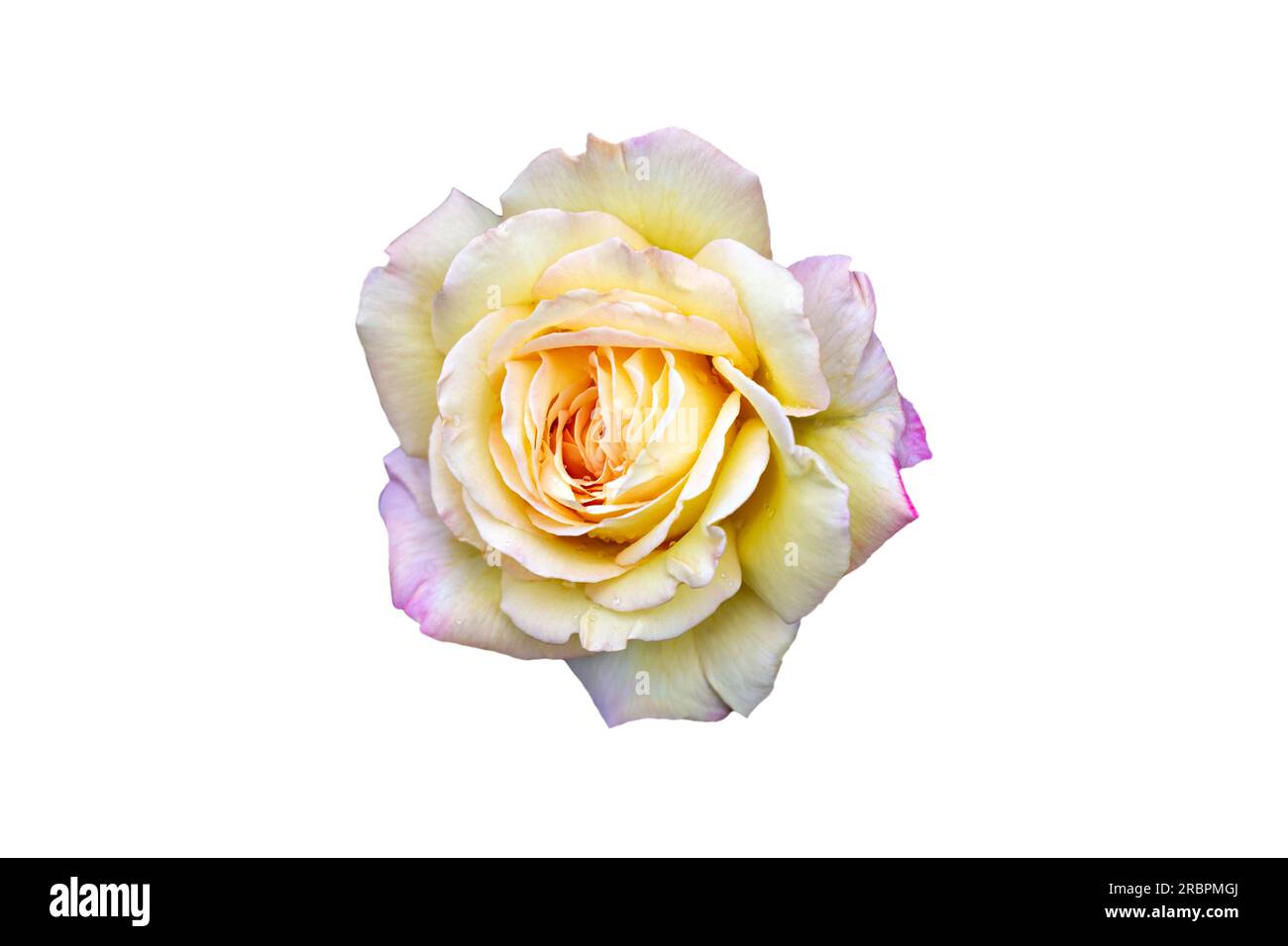 light yellow rose blossom on white background isolated Stock Photo - Alamy