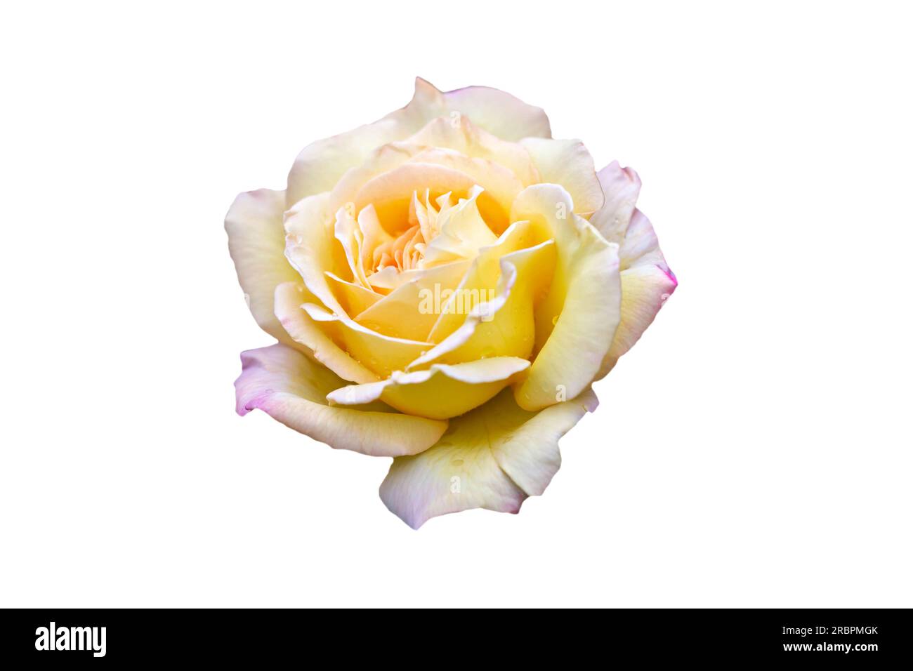 light yellow rose blossom on white background isolated Stock Photo - Alamy