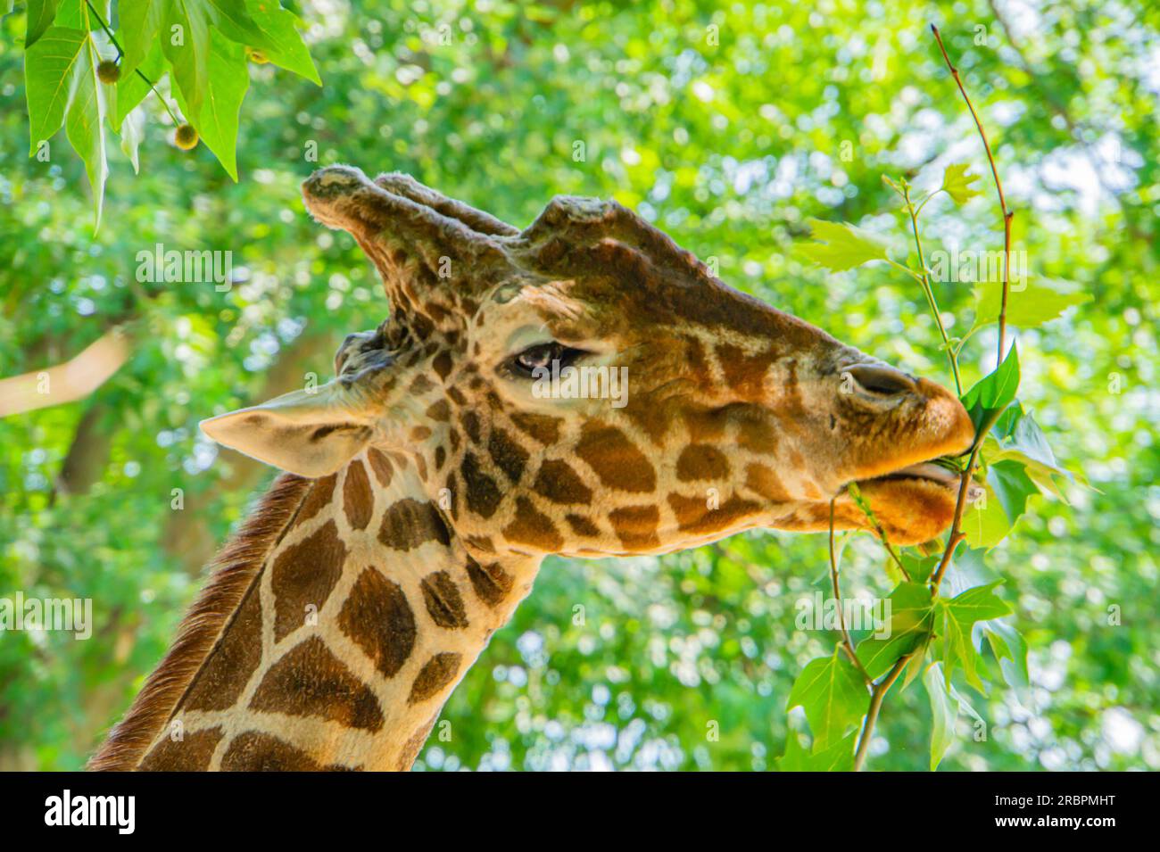 A giraffe profile portrait reaching for leaves with an outstretched ...