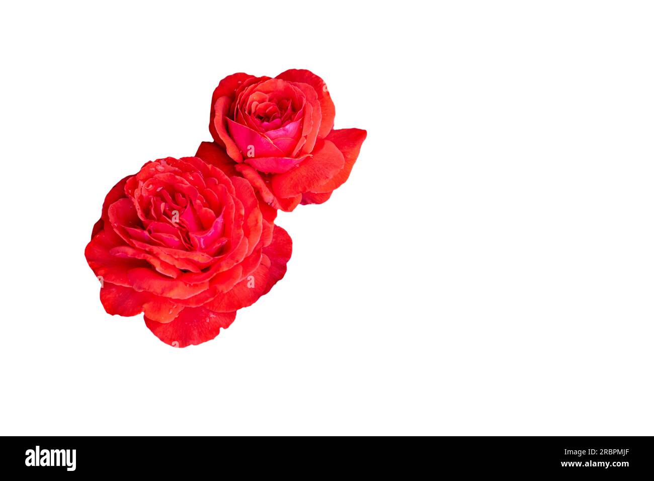 red rose blossom on white background, isolated, close up Stock Photo ...