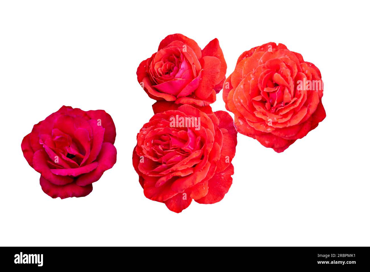 red rose blossom on white background, isolated, close up Stock Photo ...
