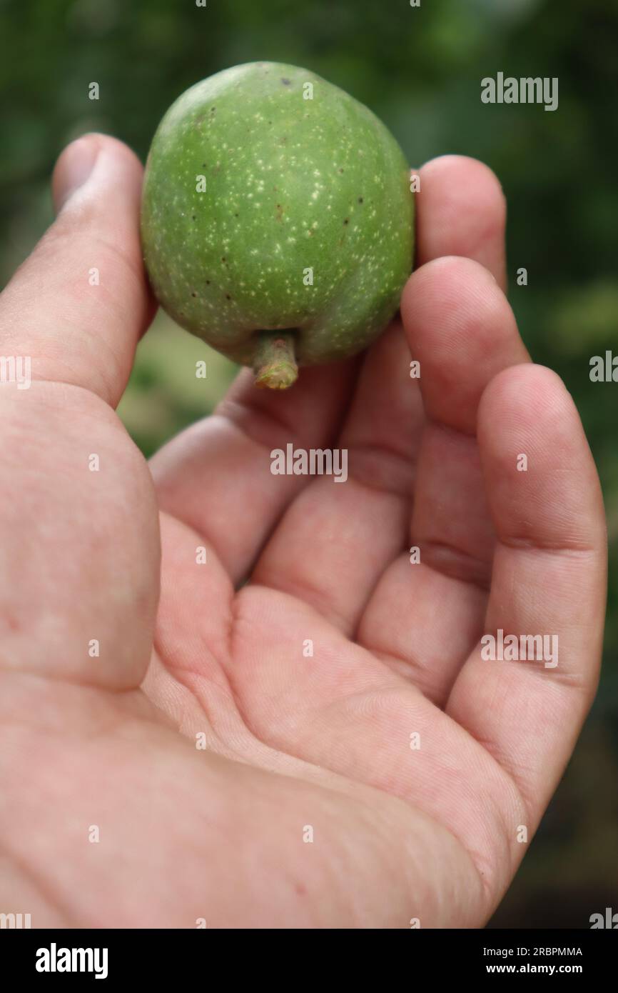 hand with fruit in it Stock Photo - Alamy