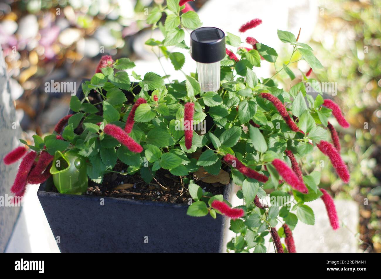 RED CHENILLE FLOWERS Stock Photo - Alamy