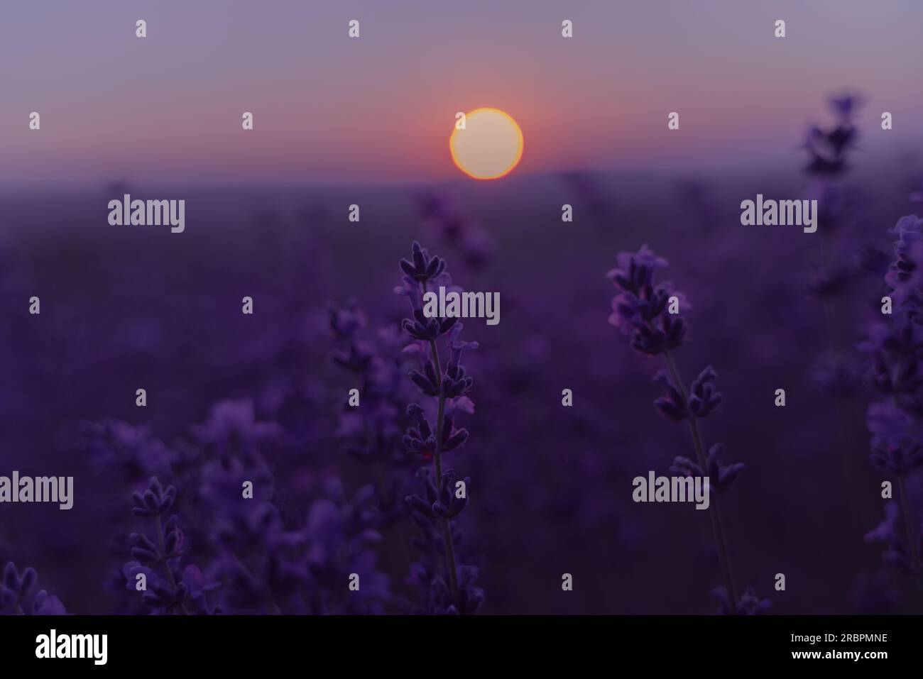 Lavender flower background. Violet lavender field sanset close up ...