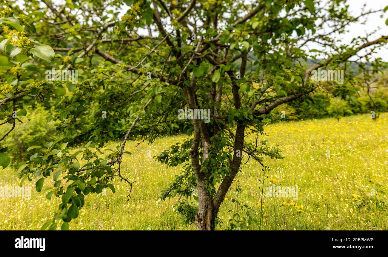 Environmentally important open space landscape in the Surrey Hills Area ...