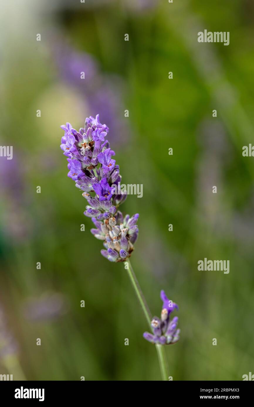 Natural very close up flowering plant portrait of aromatic Lavender ...