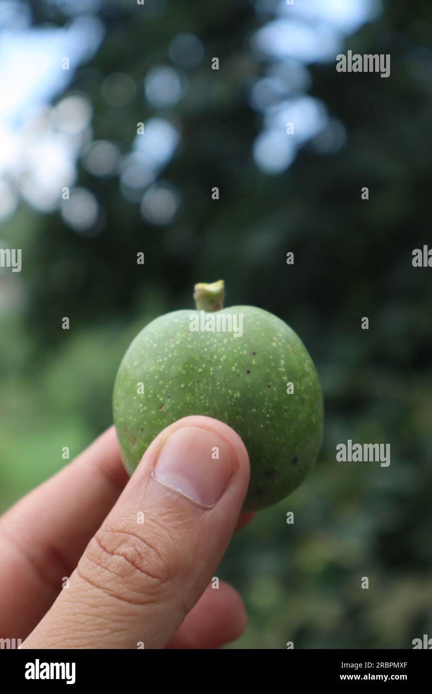 hand with fruit in it Stock Photo - Alamy
