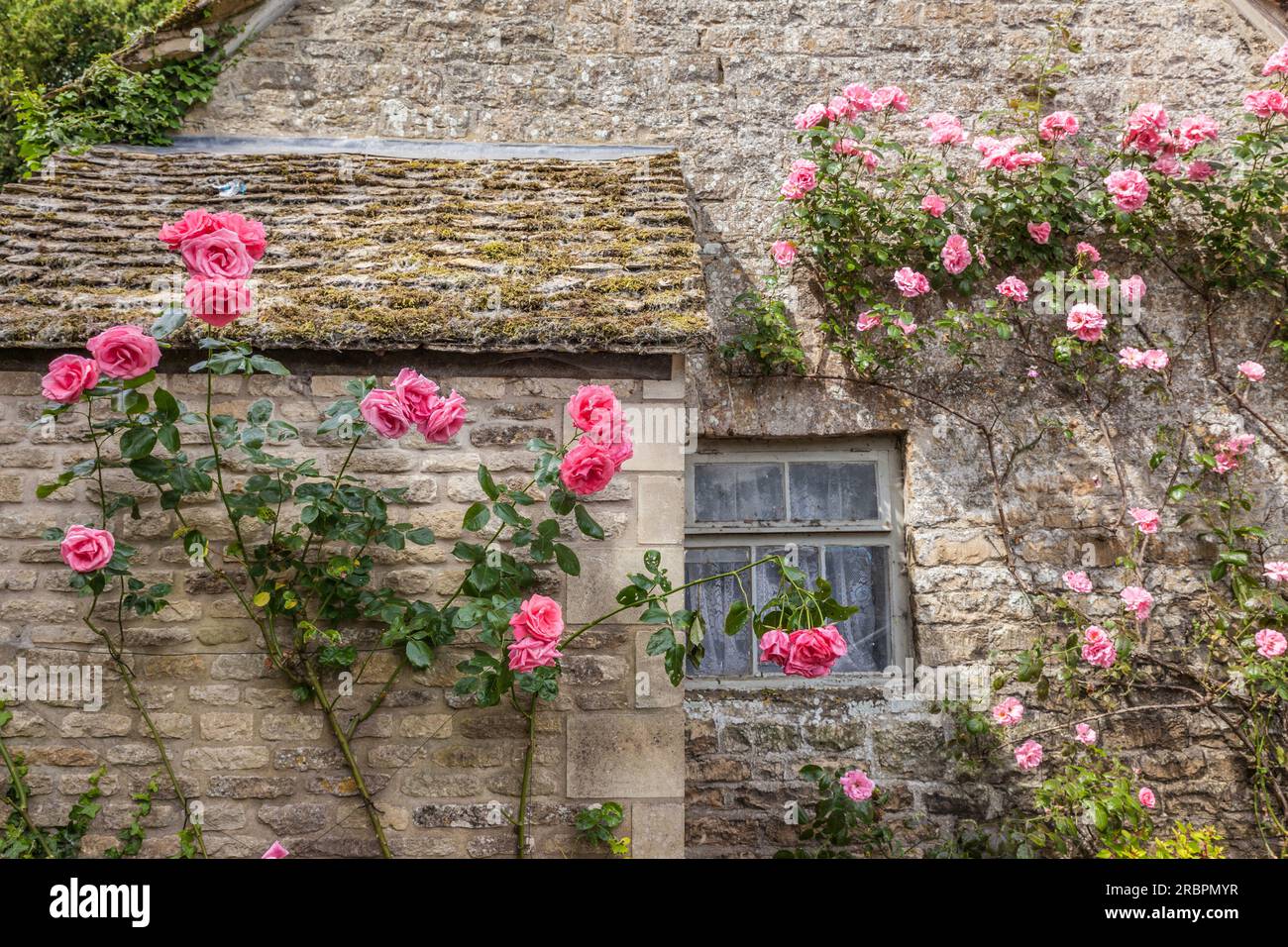 Old cottage with climbing roses in Bibury, Cotswolds, Gloucestershire ...