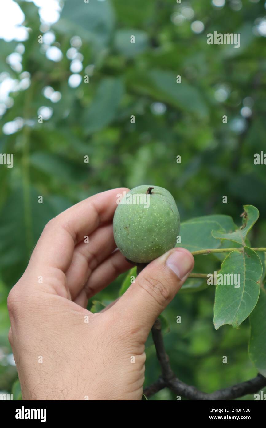 hand with fruit in it Stock Photo - Alamy