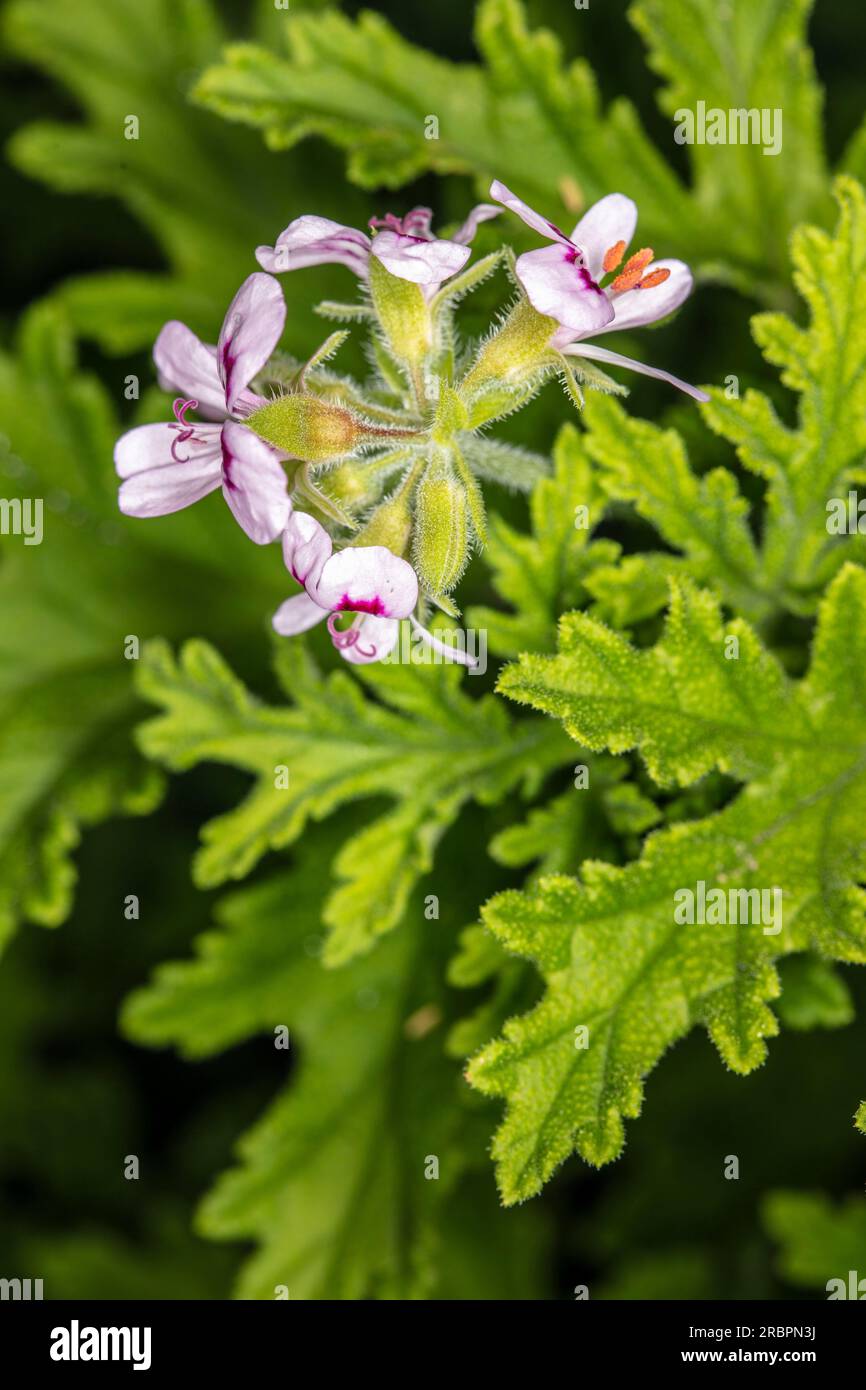 Natural close up flowering plant portrait of Geranium (lemon plant ...