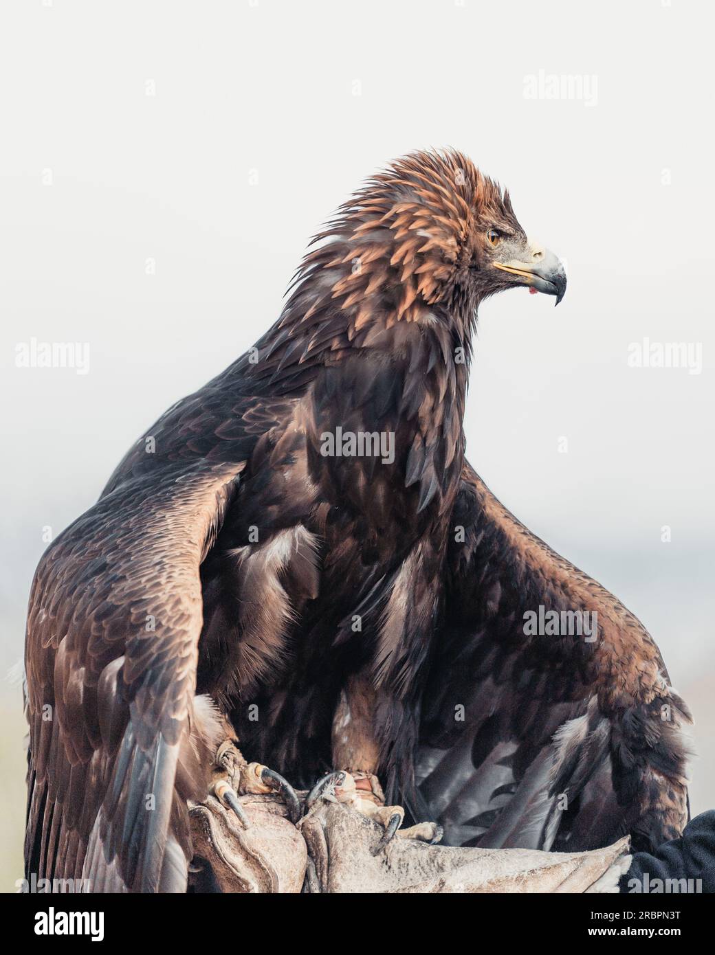 Witness the regal grace of Kyrgyzstan's skies as a majestic golden ...