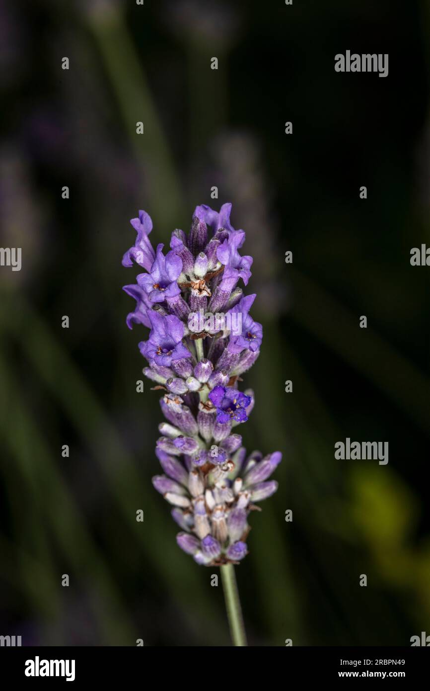 Natural very close up flowering plant portrait of aromatic Lavender ...