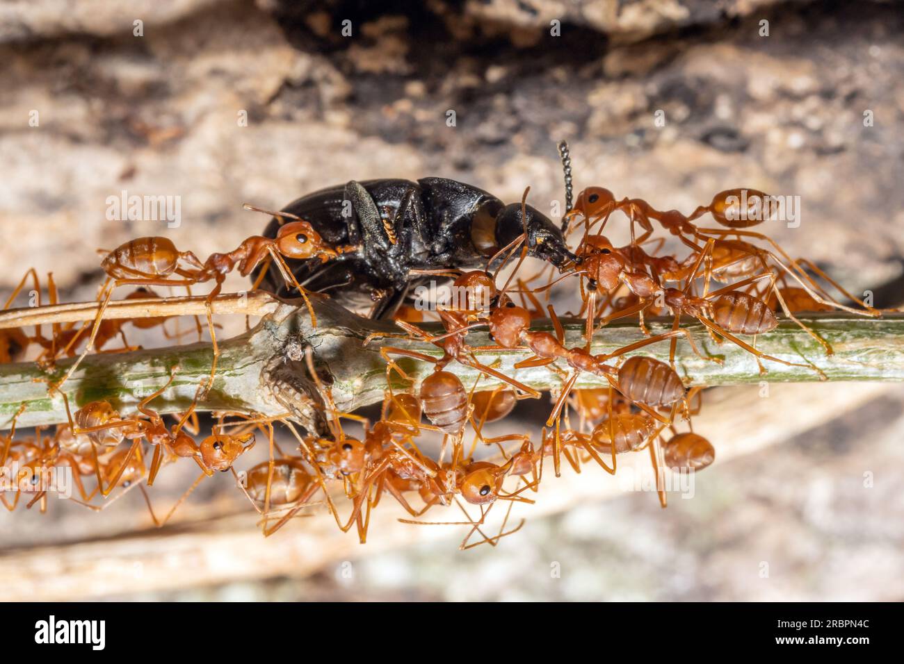 A group of weaver ants (Oecophylla smaragdina) tries to transfer a ...