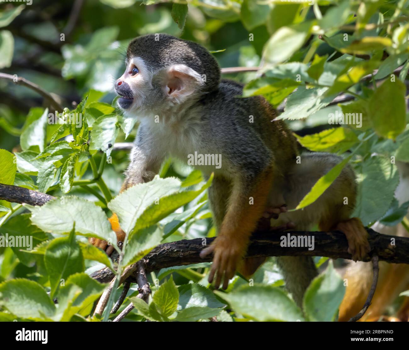 A Common squirrel monkeys (Saimiri sciureus) on a tree Stock Photo - Alamy