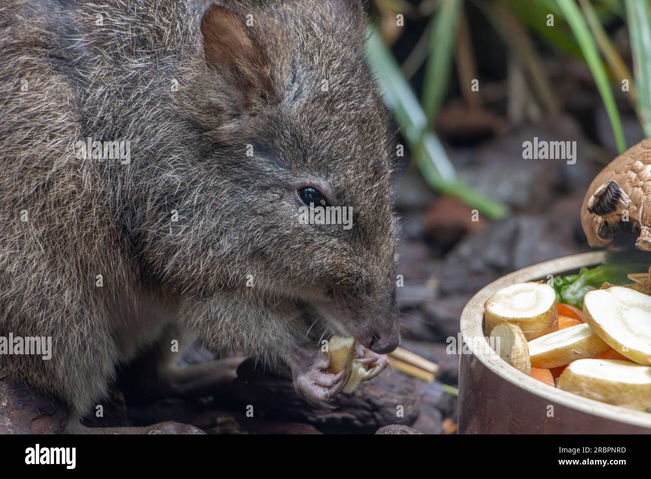 A Long-nosed potoroo - Potorous tridactylus, is feeding Stock Photo - Alamy