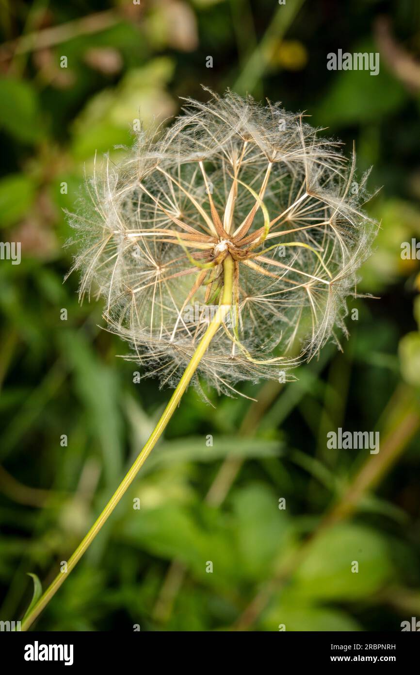 Natural semi close up environmental plant portrait showing intimate ...