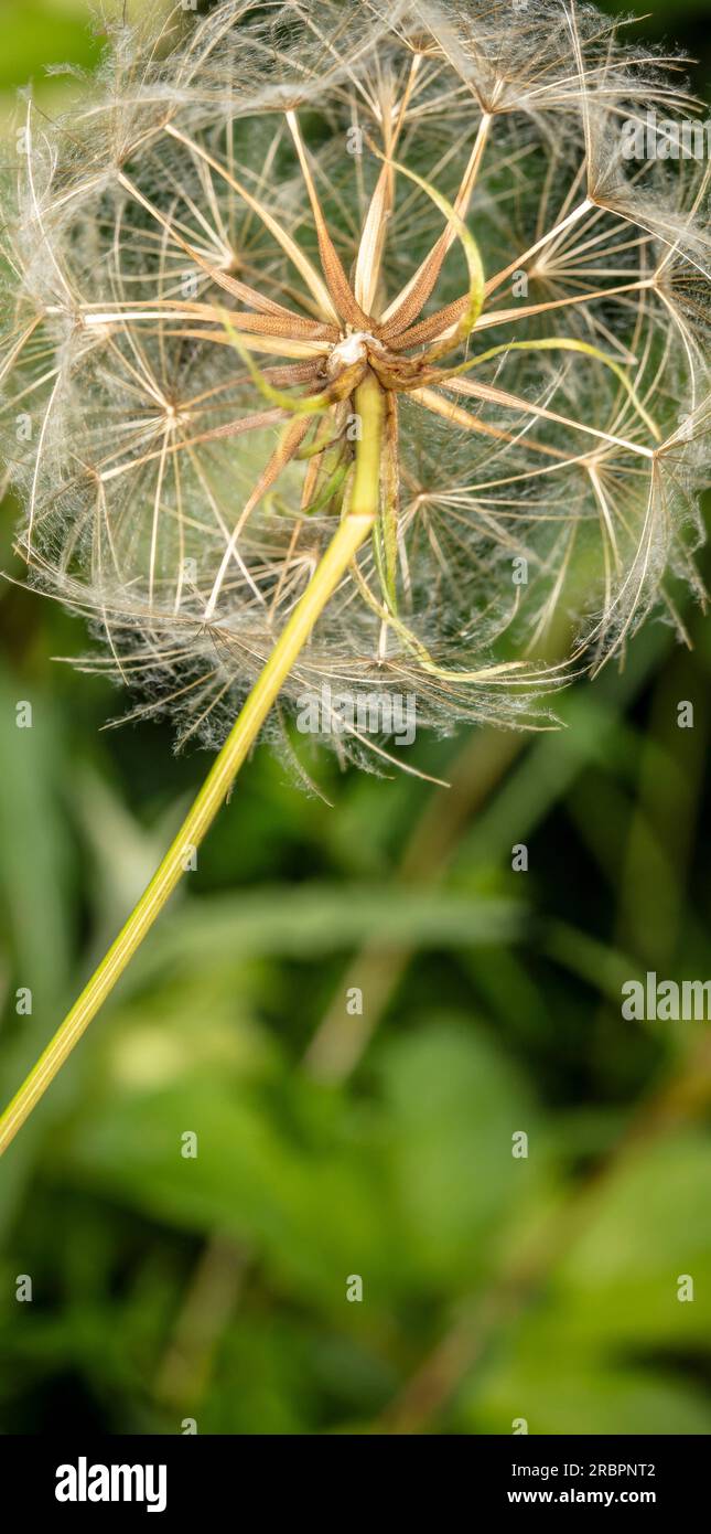 Natural semi close up environmental plant portrait showing intimate ...