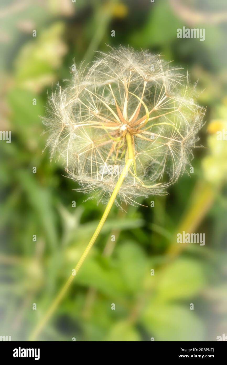 Natural semi close up environmental plant portrait showing intimate ...