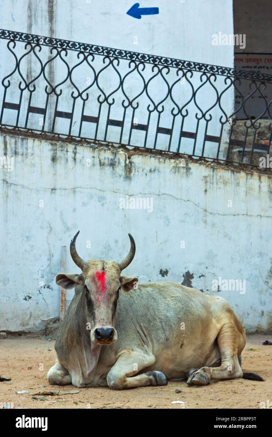 Cow painted for Holi celebrations in Rajasthan, India. Holi is known in ...