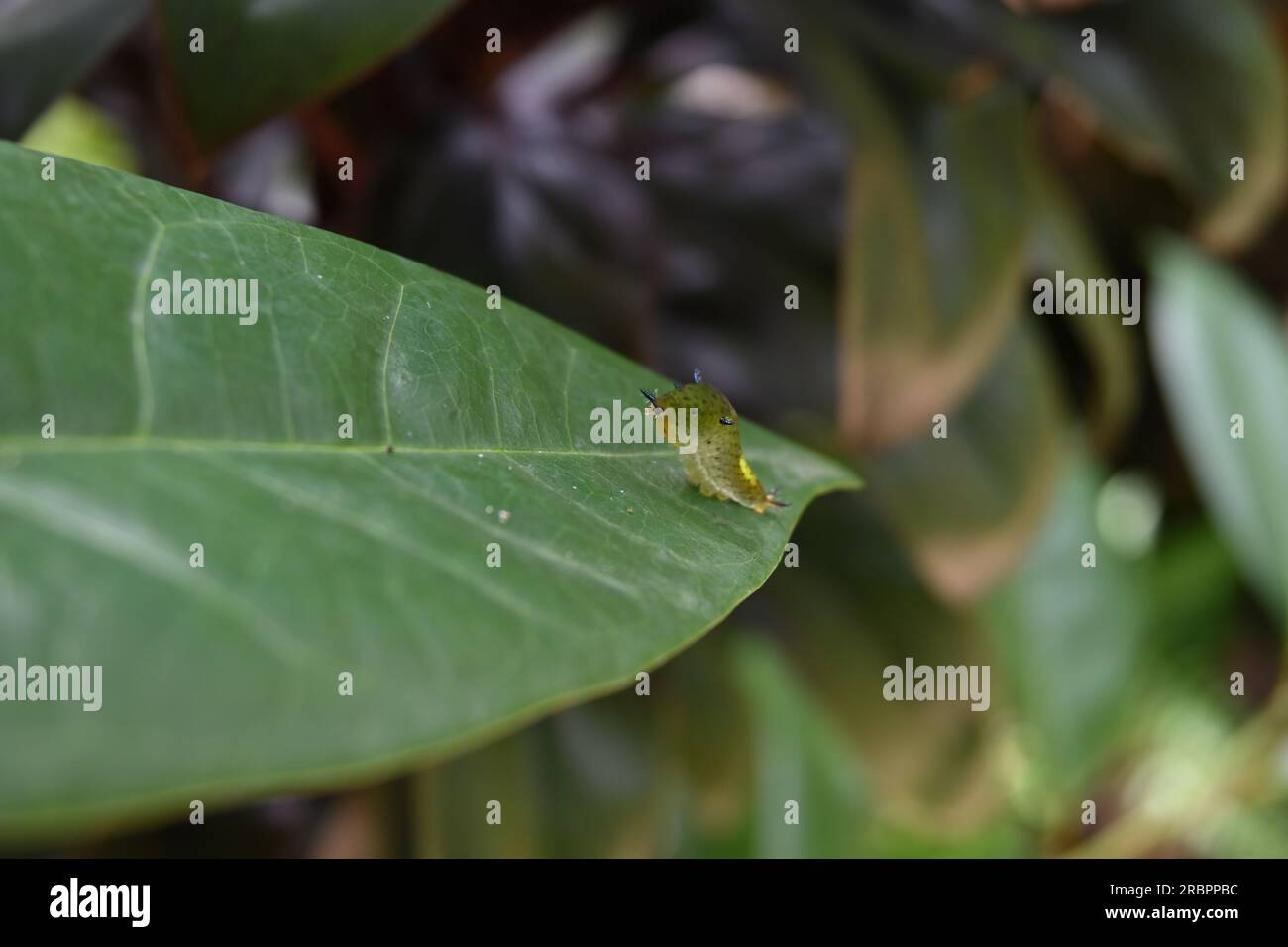 Spike tailed hi-res stock photography and images - Alamy