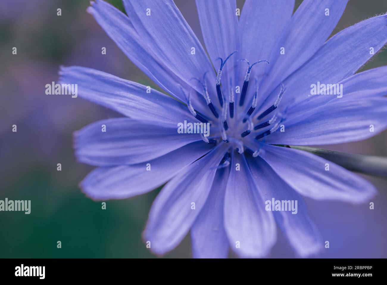 A captivating sight: a mesmerizing blue-violet flower in full bloom ...