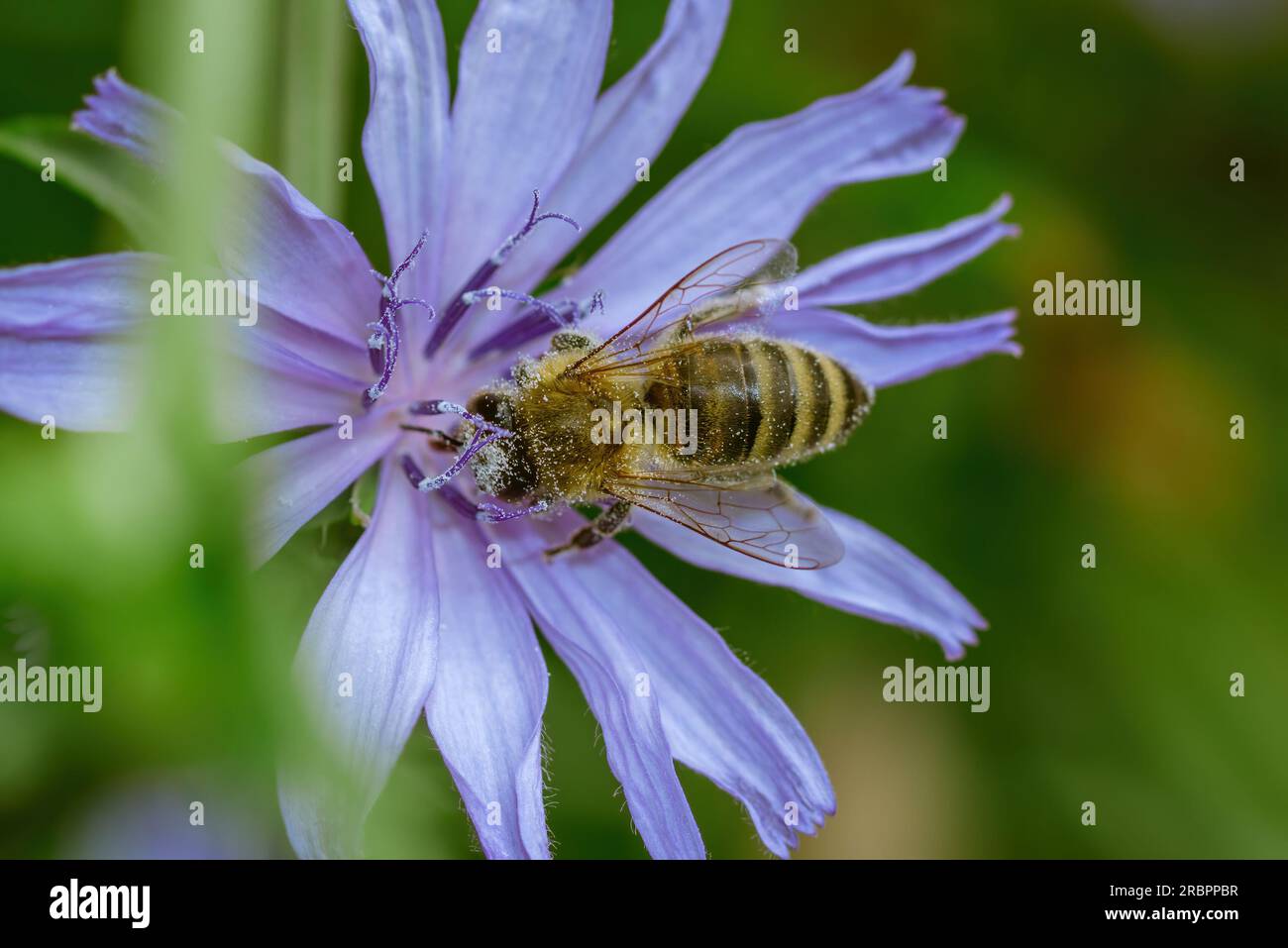 a pollen-dusted bee gracefully resting on a flower, a testament to the ...