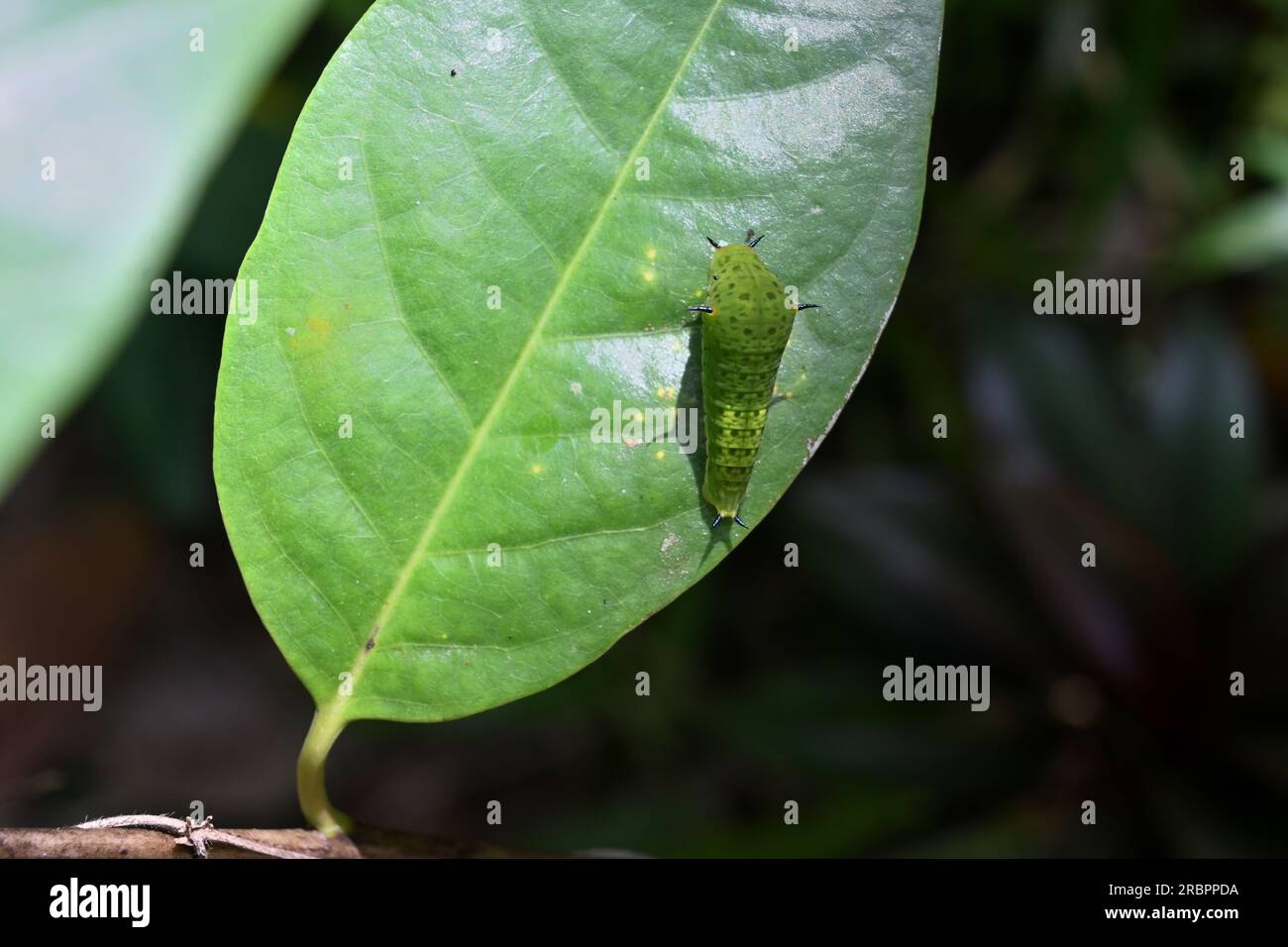 A Tailed Green Jay Caterpillar in 4th growing stage on the surface of a ...