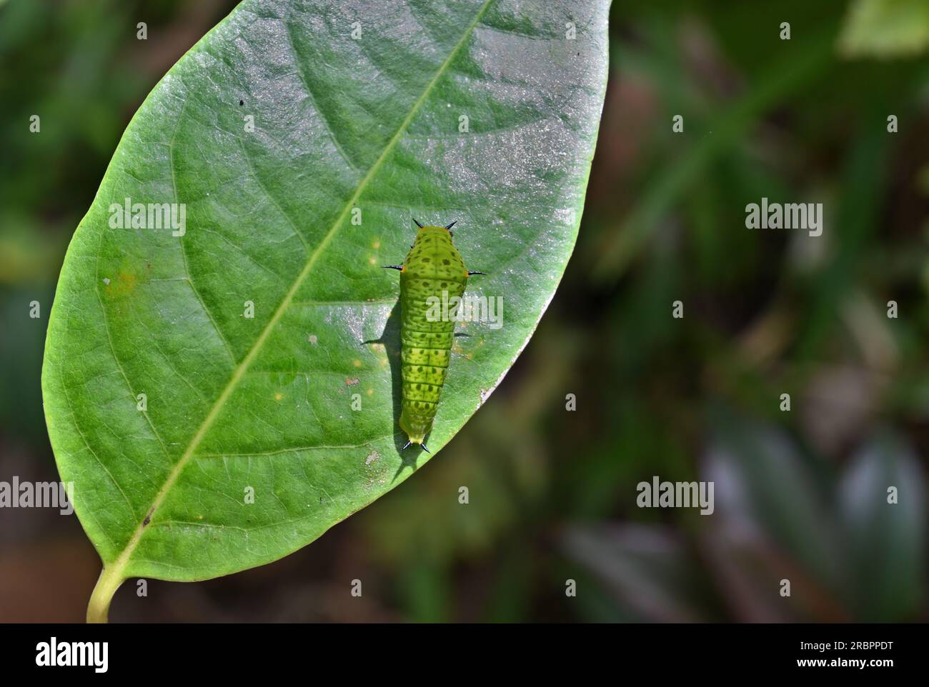 Green triangle caterpillar hi-res stock photography and images - Alamy