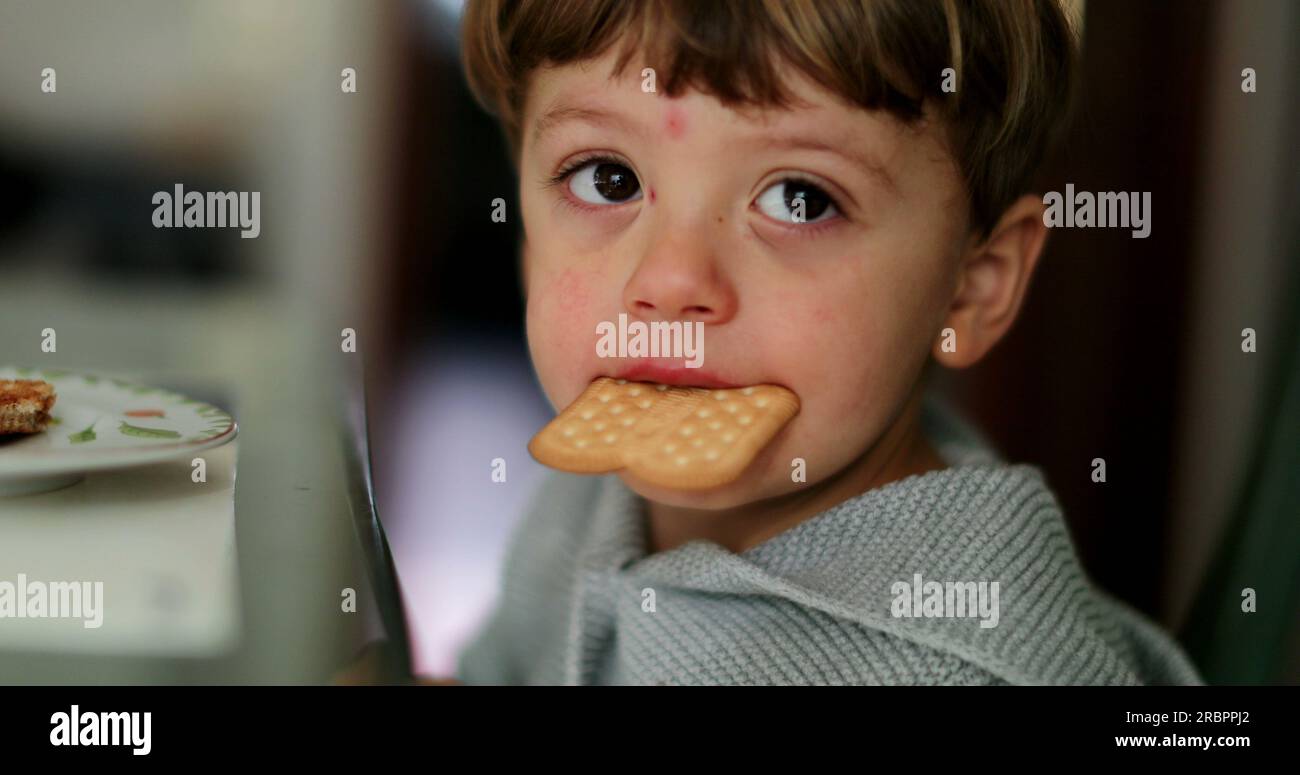 Child eating cookie little boy takes a bite of sweet snack Stock Photo ...
