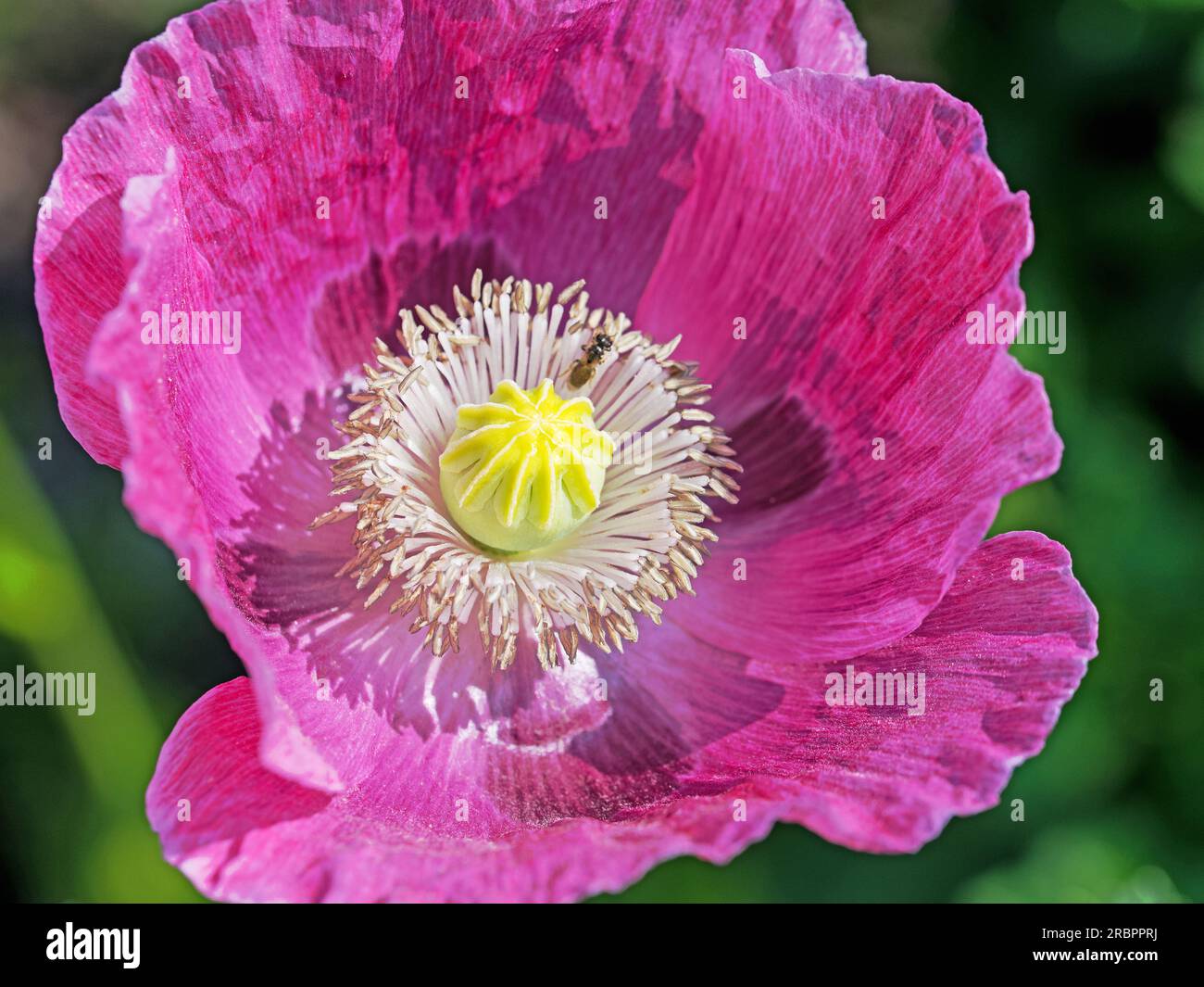 Flowering opium poppy, Papaver somniferum, close-up Stock Photo - Alamy