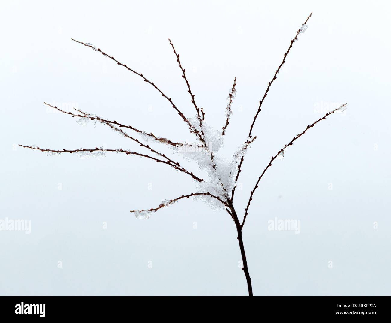 Snow and icicles on a branch in winter, snow crystals, melting snow ...