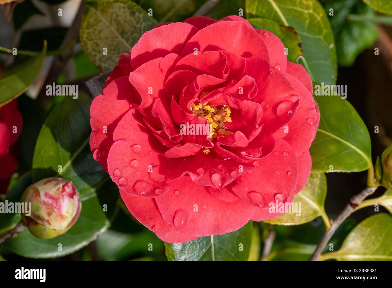 Close up of a common camellia (camellia japonica) flower in bloom Stock ...