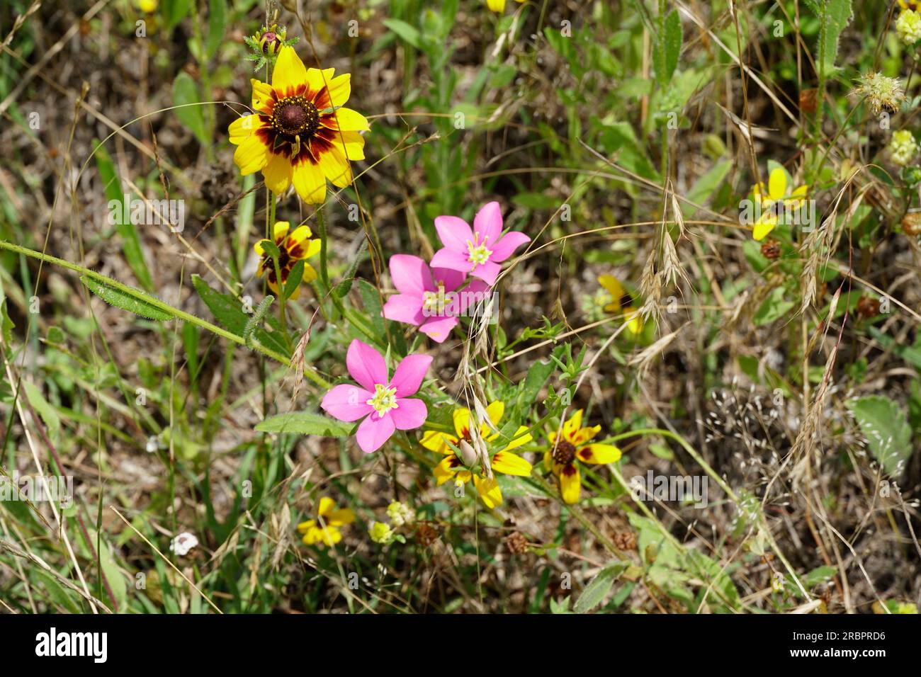Flowers on the side of the road hi-res stock photography and images - Alamy